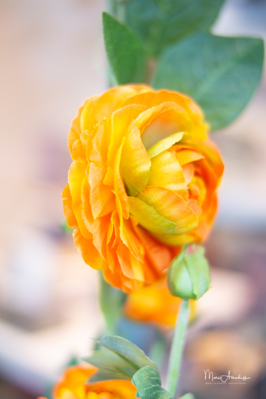 Sony Alpha Blog : – ISO 100-¹⁄₁₂₅ s 203