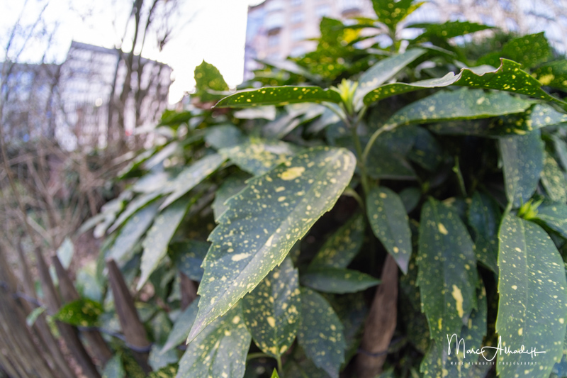 Sony Alpha Blog : Brightin Star 11mm F2.8, F2.8- ISO 400-1-250 s 032