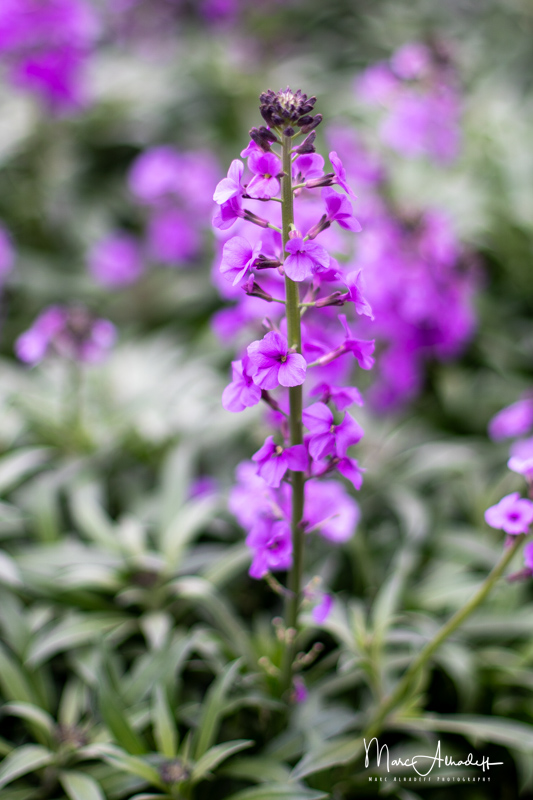 Sony Alpha Blog : 7 Artisans 50mm F1.4 Tilt-Shift, F1.4, Shift- ISO 100 ...