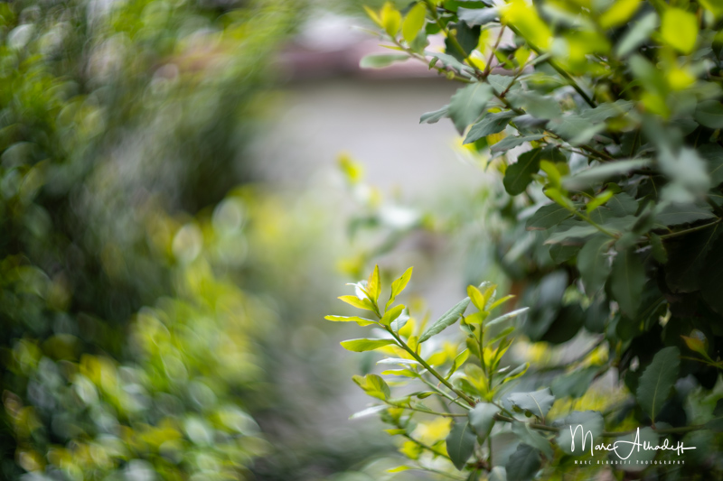 Sony Alpha Blog : Biotar 75mm F1.5, F1.5, Meyer Optik- ISO 100-1-1000 s 050