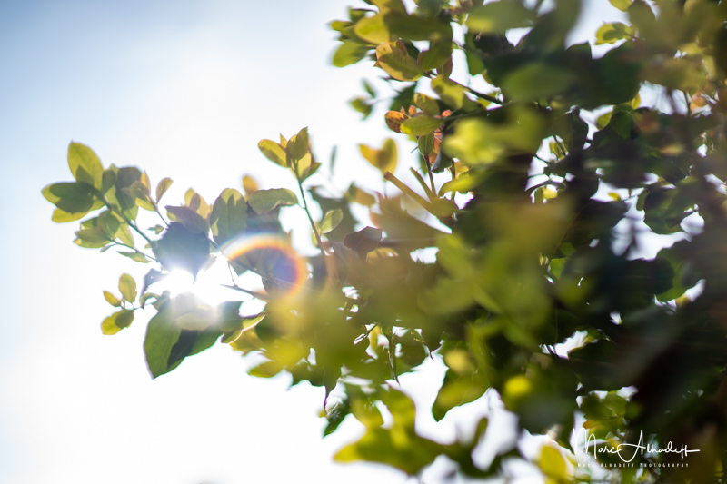 Sony Alpha Blog : Biotar 75mm F1.5, F1.5, Meyer Optik- ISO 100-1-8000 s 058