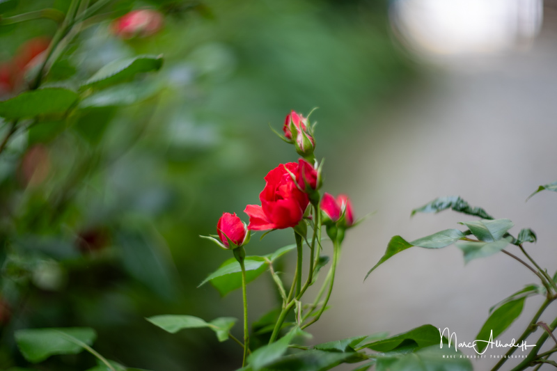 Sony Alpha Blog : Biotar 75mm F1.5, Meyer Optik- ISO 100-1-640 s 040
