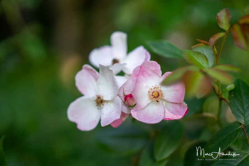 Sony Alpha Blog : Brightin Star 35mm F0.95, F0.95- ISO 100-1-1000 s 062