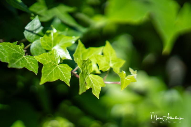 Sony Alpha Blog : Brightin Star 35mm F0.95, F0.95- ISO 100-1-5000 s 069