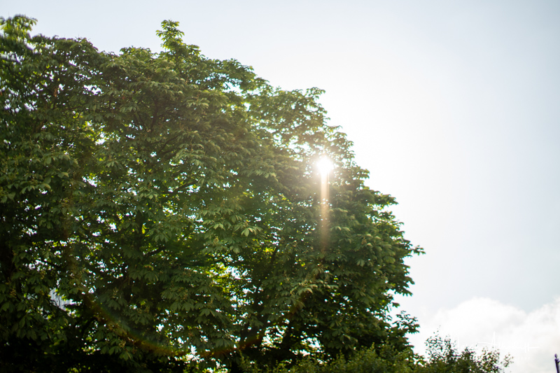 Sony Alpha Blog : Brightin Star 35mm F0.95, F0.95- ISO 100-1-8000 s 085