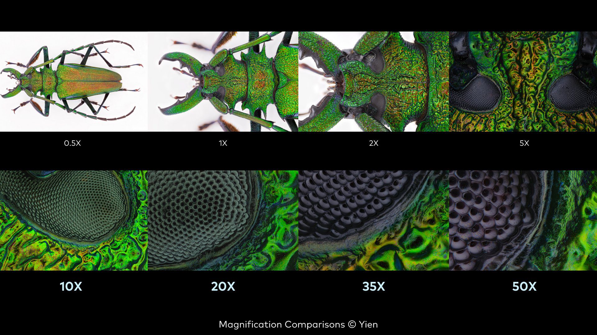 Sony Alpha Blog : 06_Aurogon_Magnification-Comparisons