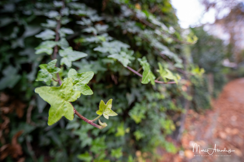 Sony Alpha Blog : 7 Artisans 10mm F2.8 Fisheye II, F2.8- ISO 800-1-250 ...