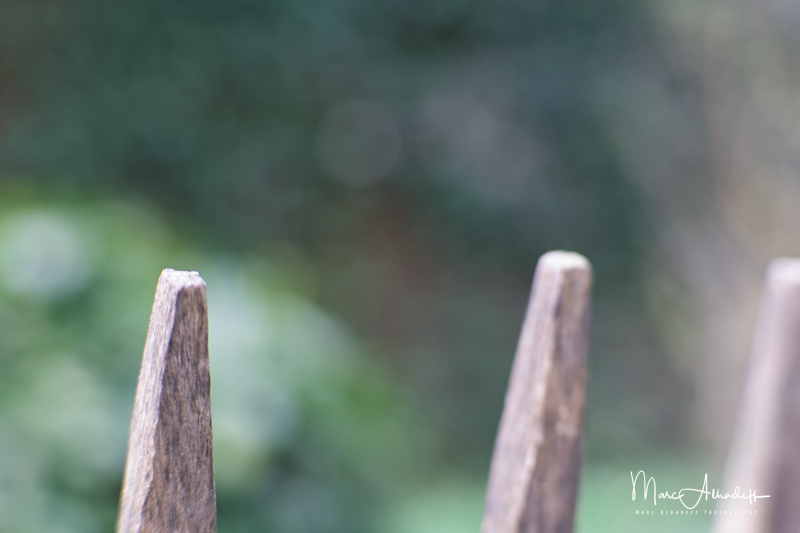 Sony Alpha Blog : Brightin Star 50mm F0.95 APSC, F2- ISO 100-1-160 s 043