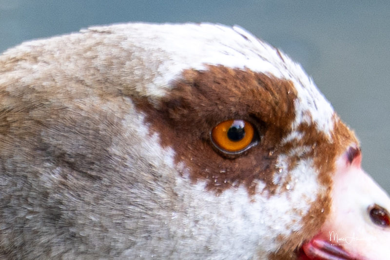 Sony Alpha Blog : FE 50-150mm F2 GM- 129 mm – 1-250 s à f – 2,0- ISO ...