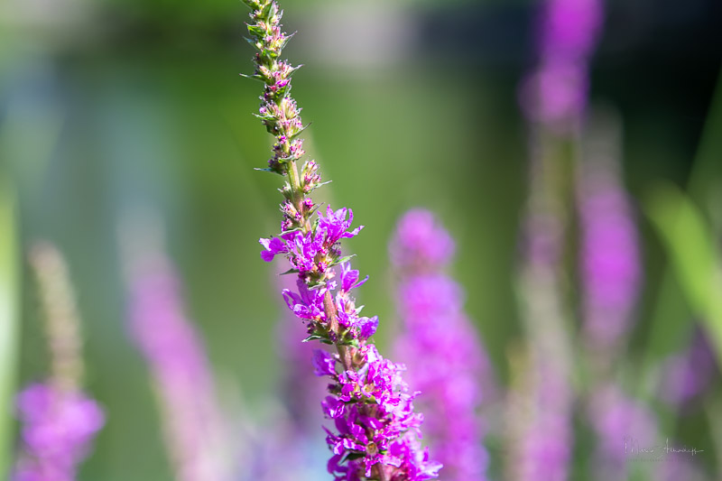 Sony Alpha Blog : 7 Artisans 120mm T2.9 Spectrum, T4 – 1-250 s – ISO ...