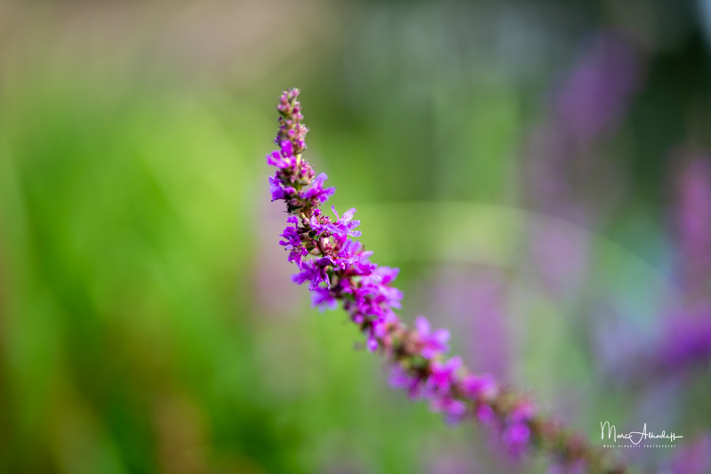 Sony Alpha Blog : Rollei 85mm F-1.8FE- 85.7 mm – 1-400 s à f – 1,8- ISO ...