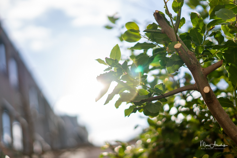 Sony Alpha Blog : YN50mm F1.8S DA DSM II- 50 mm – 1-4000 s à f – 1,8 ...